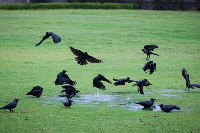 Numbers of Crows Meaning 1, 2, 3, 4, 5, 6, 7, Up To 13 Crows