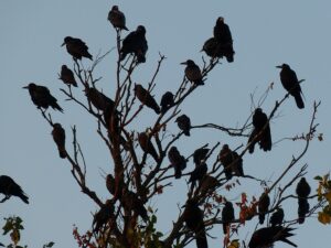 Numbers of Crows Meaning 1, 2, 3, 4, 5, 6, 7, Up To 13 Crows