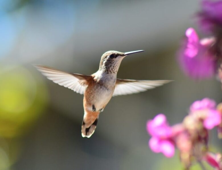 11 Biblical Meanings Of Dead Birds in The Bible 11-biblical-meanings-of-dead-birds-in-the-bible