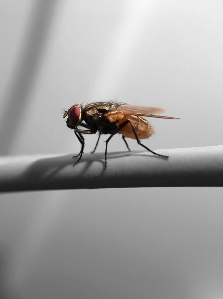 Prophetic Meaning Of Flies: In Your House? 9 Biblical Signs!