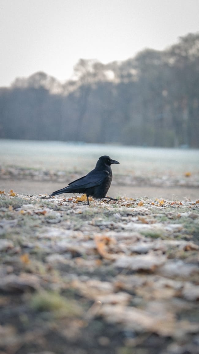Number of Crows Meaning: 1, 2 Crows, 3, 4, 5, 6, 7, and 8