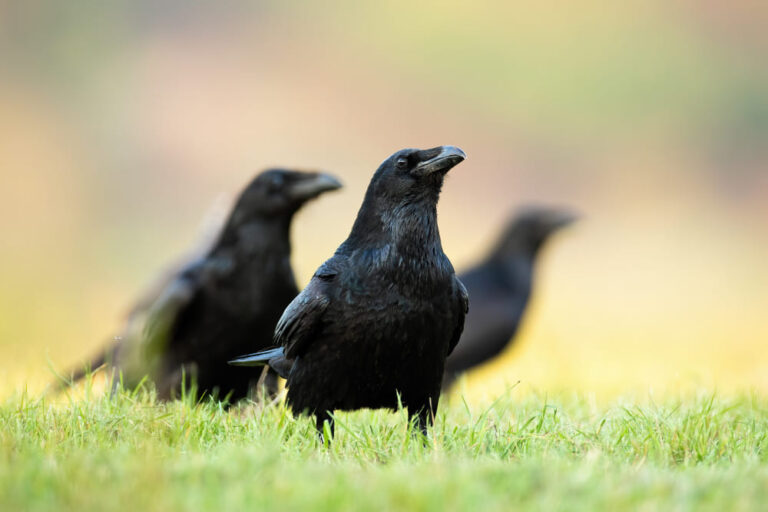Seeing 2, 3, 4, 5 And Up To 8 Ravens Spiritual Meaning