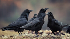 Seeing 2, 3, 4, 5 And Up To 8 Ravens Spiritual Meaning