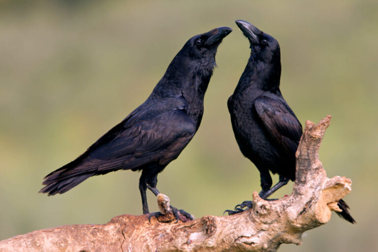 Seeing 2, 3, 4, 5 And Up To 8 Ravens Spiritual Meaning