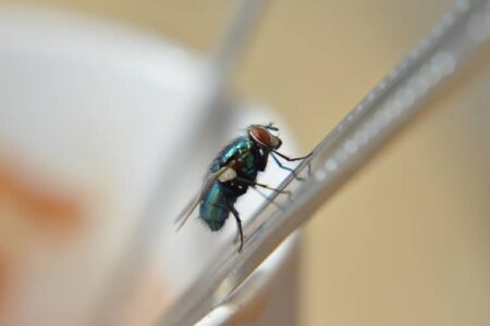 11 Prophetic Meanings of Flies in Your House (in The Bible)