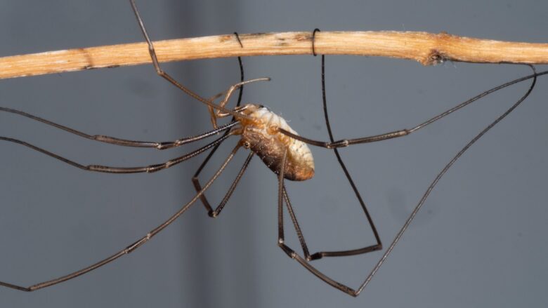 11 Daddy Long Legs Spiritual Meaning & Symbolism