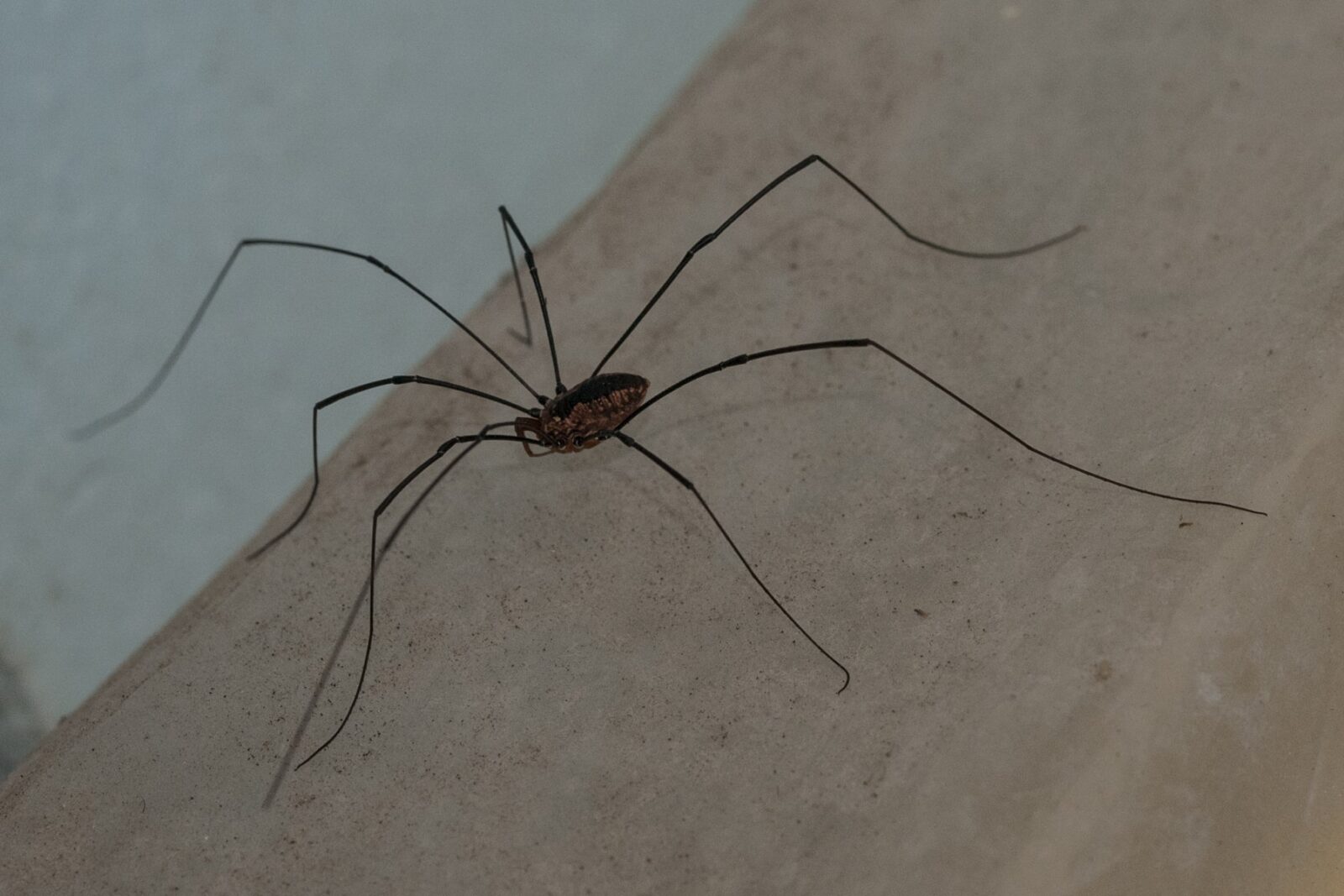 11 Daddy Long Legs Spiritual Meaning & Symbolism