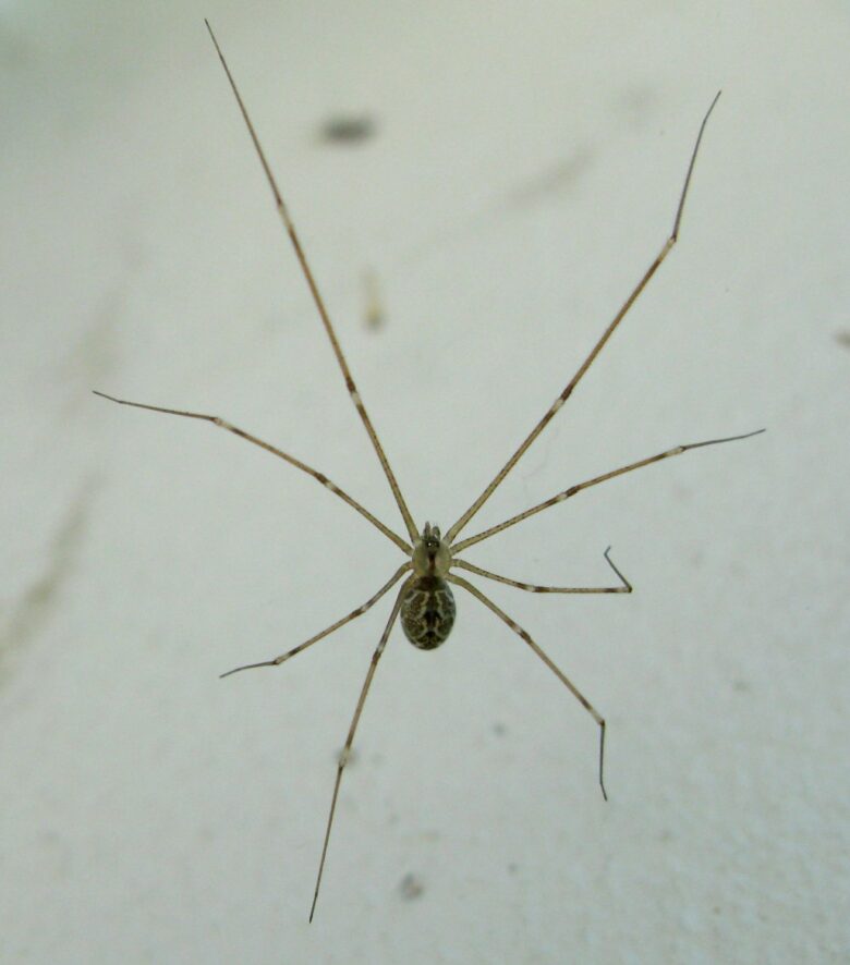 11 Daddy Long Legs Spiritual Meaning & Symbolism