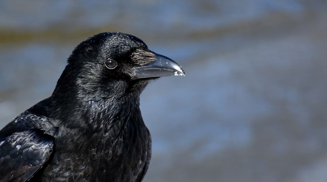 Seeing 2, 3, 4, 5 And Up To 8 Ravens Spiritual Meaning