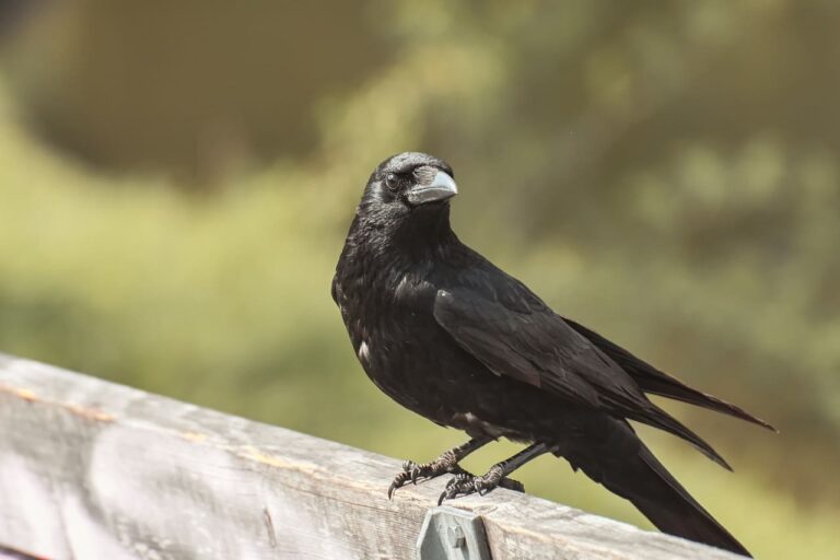 Spiritual And Biblical Meaning Of Bird Poop On You: 9 Signs!