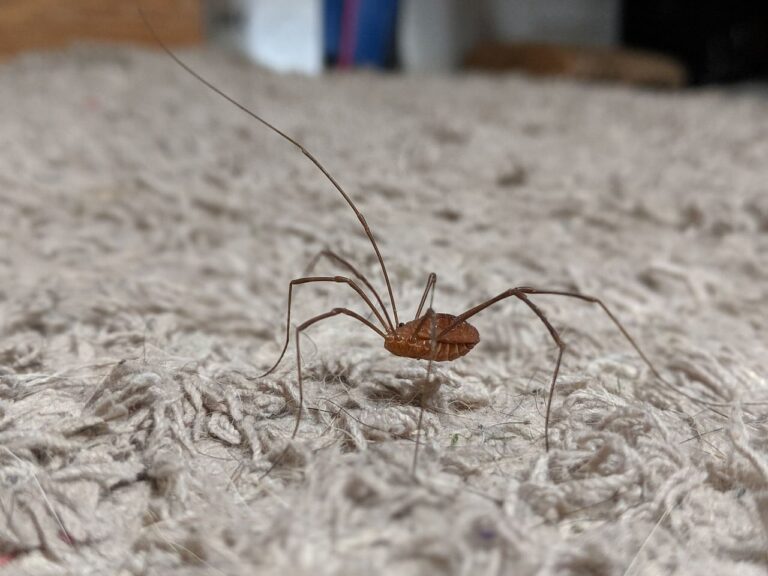 Daddy Long Legs Spiritual and Biblical Meaning: Is It A Bad Sign?
