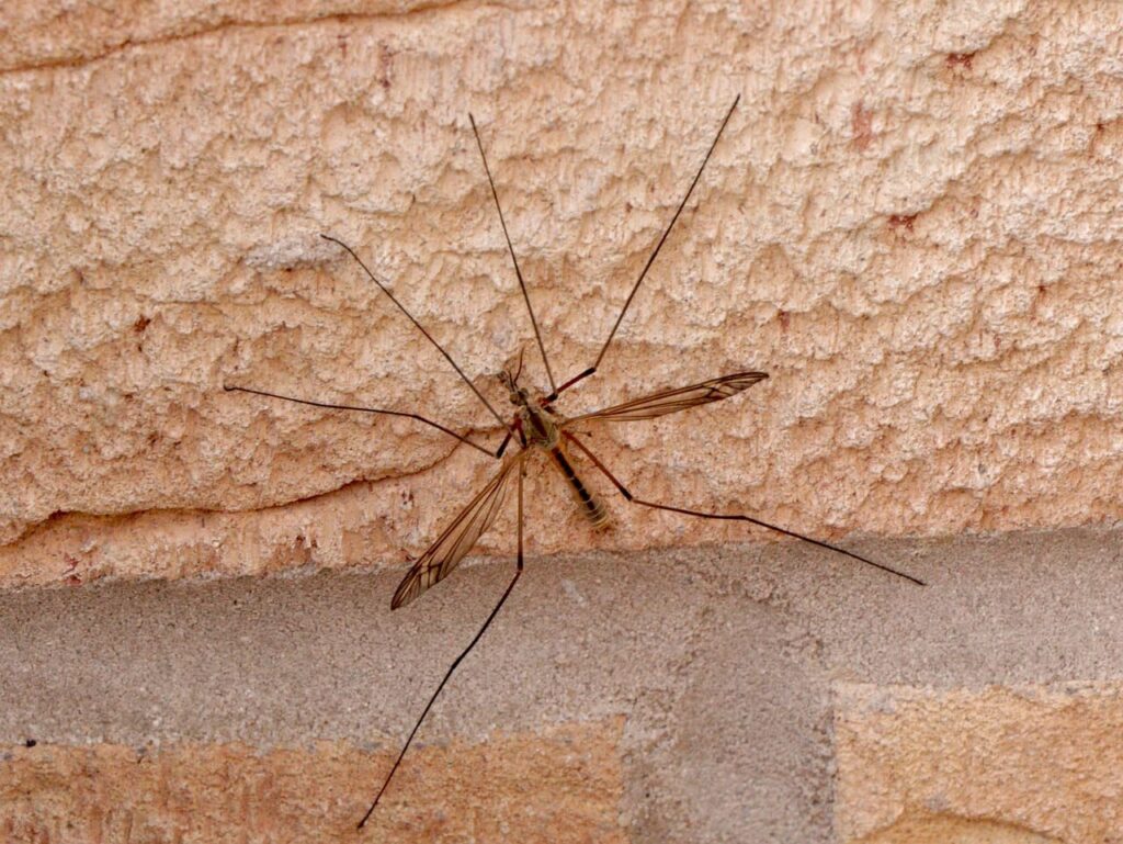 Daddy Long Legs Spiritual and Biblical Meaning: Is It A Bad Sign?