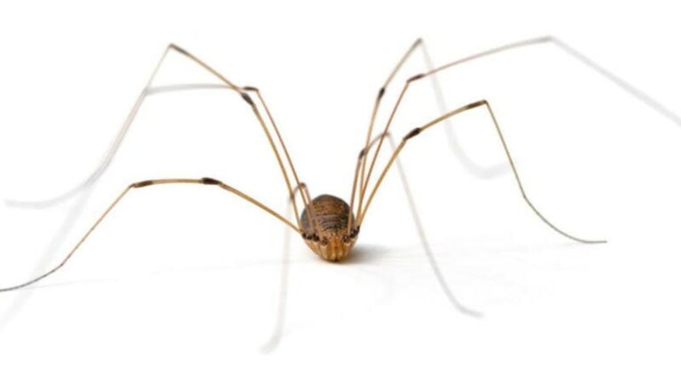 11 Daddy Long Legs Spiritual Meaning & Symbolism