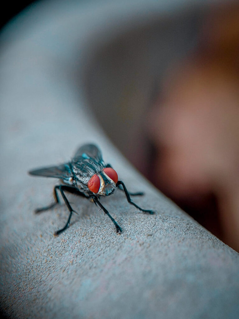 What Does It Mean When A Fly Is Always Around You? Be Careful!