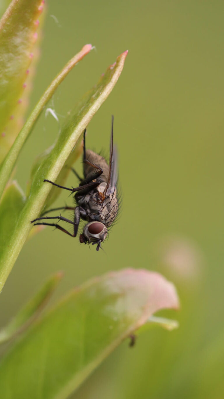 What Does It Mean When A Fly Is Always Around You? Be Careful!