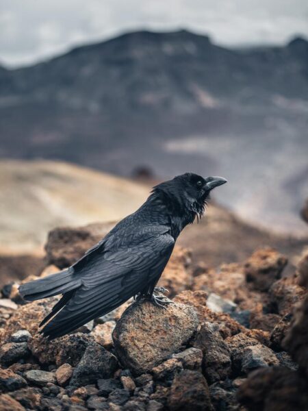 11 Meanings of Crows Cawing in the Morning: It's Bad?