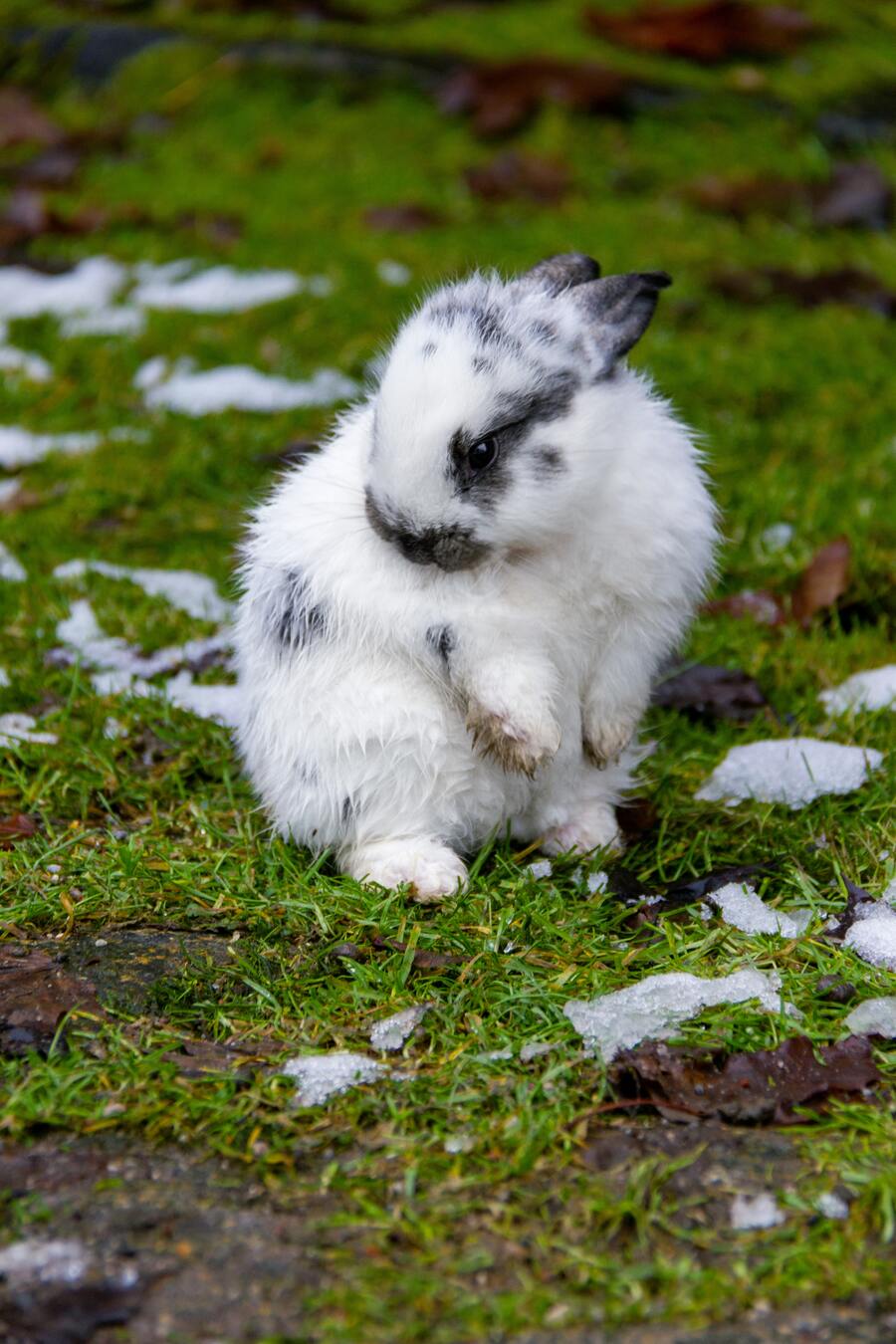 11 Bunny Spiritual Meaning and Symbolism: Is it Good Luck?