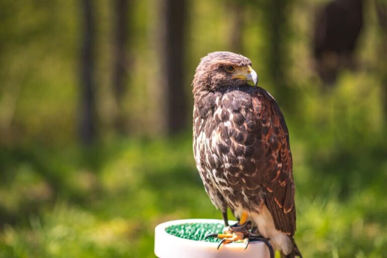 Spiritual Meaning Of A Hawk Flying Over You: Circling? Sign!