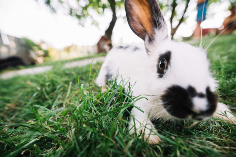 Spiritual Meaning Of Running Over A Rabbit: 5 Superstitions!