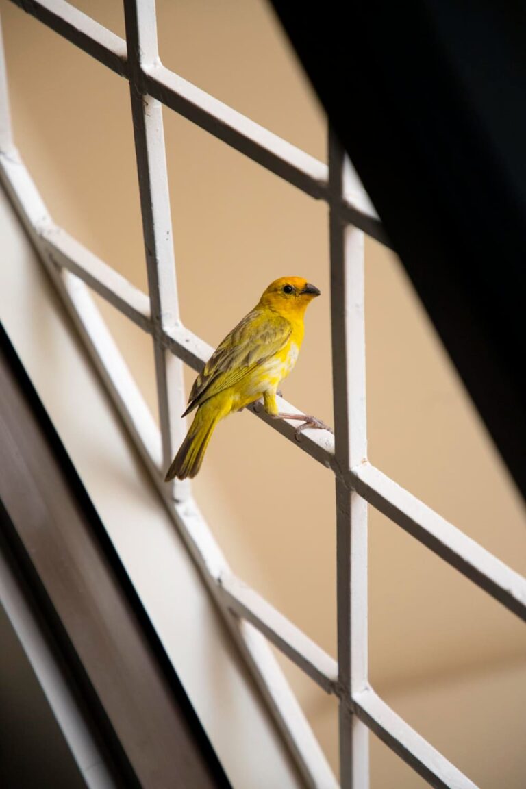 Bird Keeps Flying Into Window Spiritual Meaning: Still Alive? Sign!
