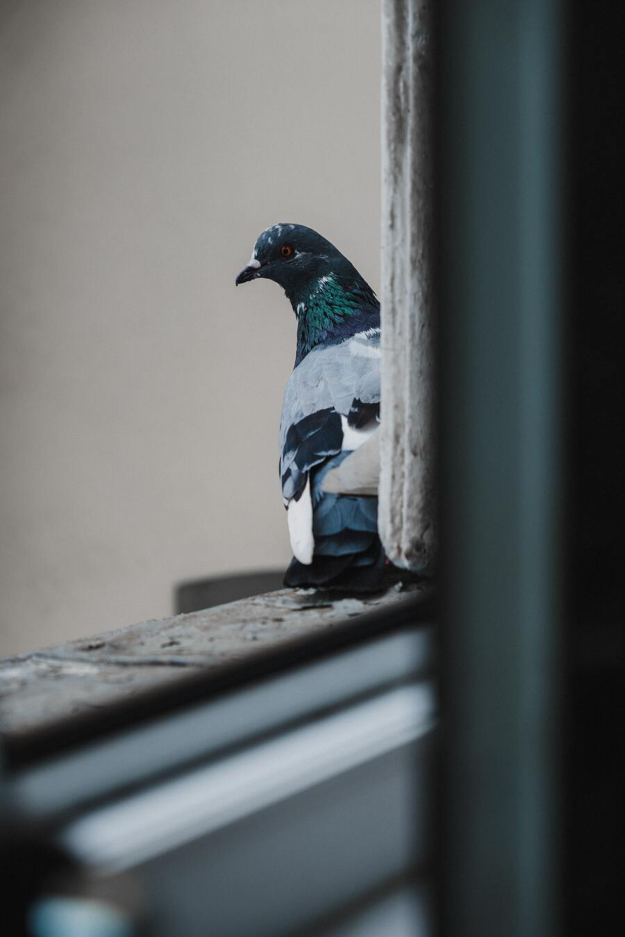 11 Spiritual Meanings of Bird Hit At Window: Still Alive