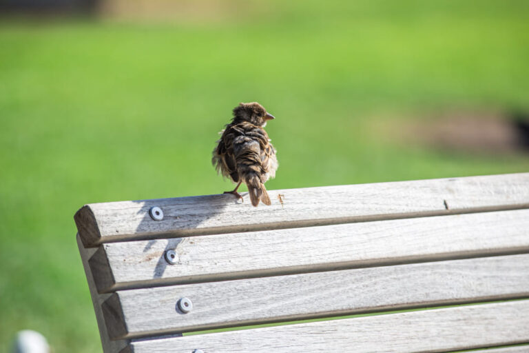 Spiritual And Biblical Meaning Of Bird Poop On You: 9 Signs!