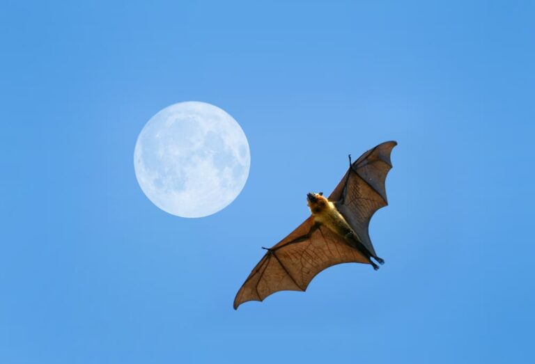 Spiritual Meaning Of A Bat In The House: Is It A Sign Of Death?
