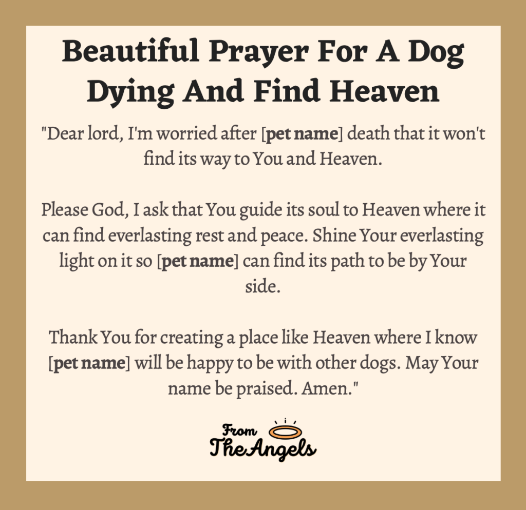 7 Beautiful Prayers For The Loss Of A Dog Find Heaven 7 Beautiful Prayers For The Loss Of A Dog Find Heaven