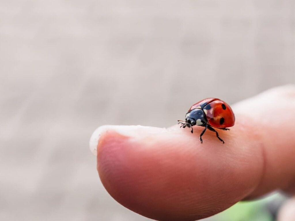 7 Spiritual Meanings Of Ladybug Landing On You