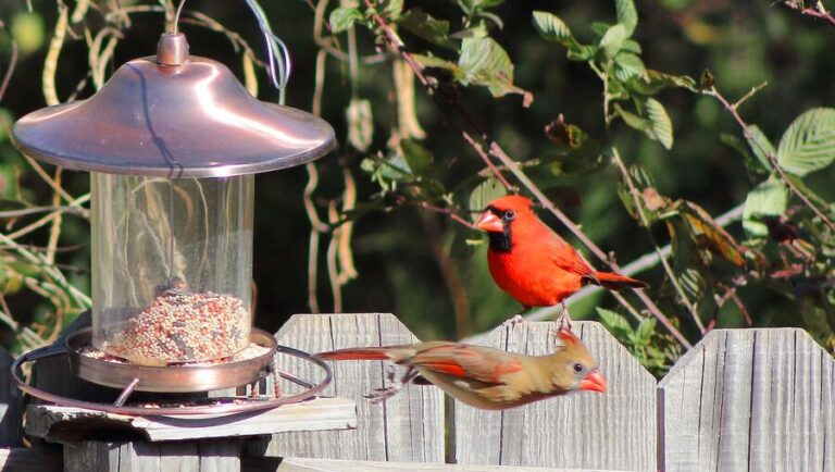 2 Red Cardinals Spiritual Meaning: 7 Messages From Above
