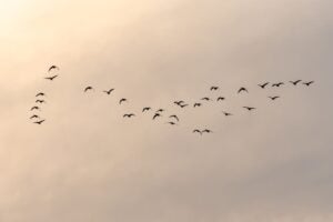 Birds Following Me: 5 Spiritual Meanings & Messages