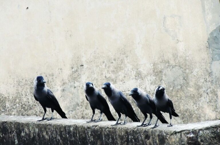 Crows Circling: 5 Spiritual Meanings & Messages