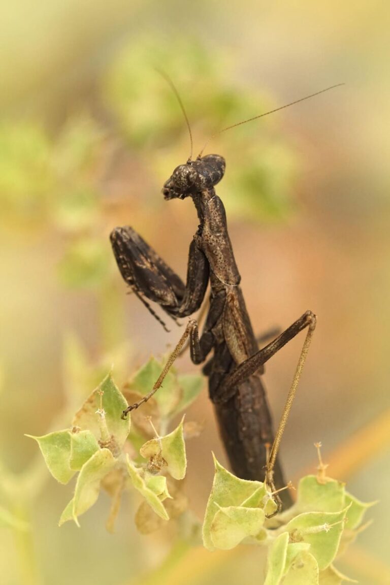 What Does It Mean When A Praying Mantis Is At Your Door?
