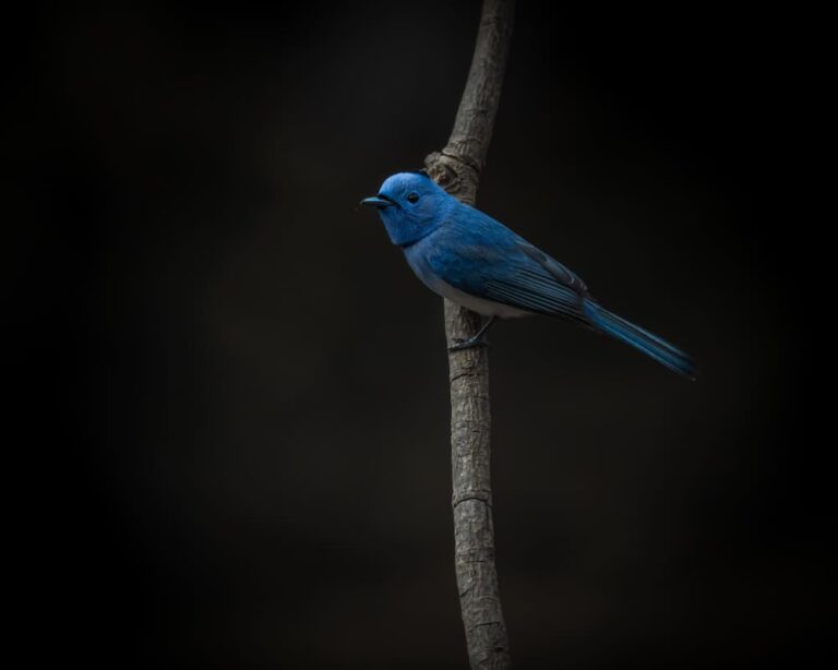 Seeing And Hearing A Bird At Night Spiritual Meaning Bad Omen seeing-and-hearing-a-bird-at-night-spiritual-meaning-bad-omen