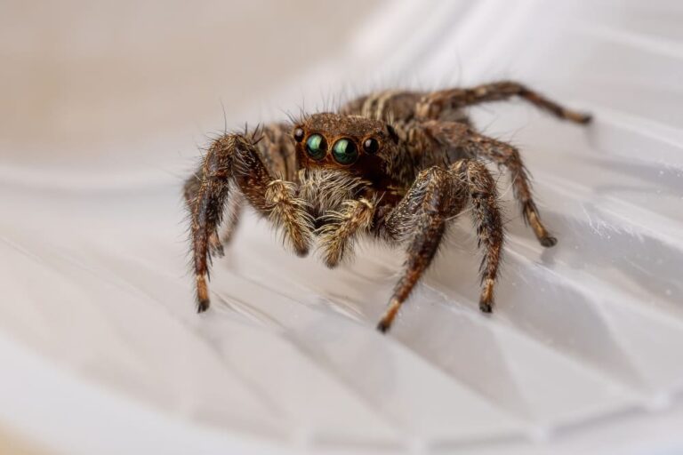 Seeing A Spider At Night Meaning: On Your Bed? Be Careful!