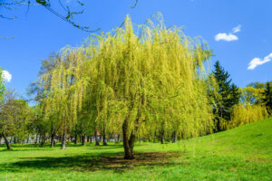 Willow Tree Spiritual Meaning and Symbolism