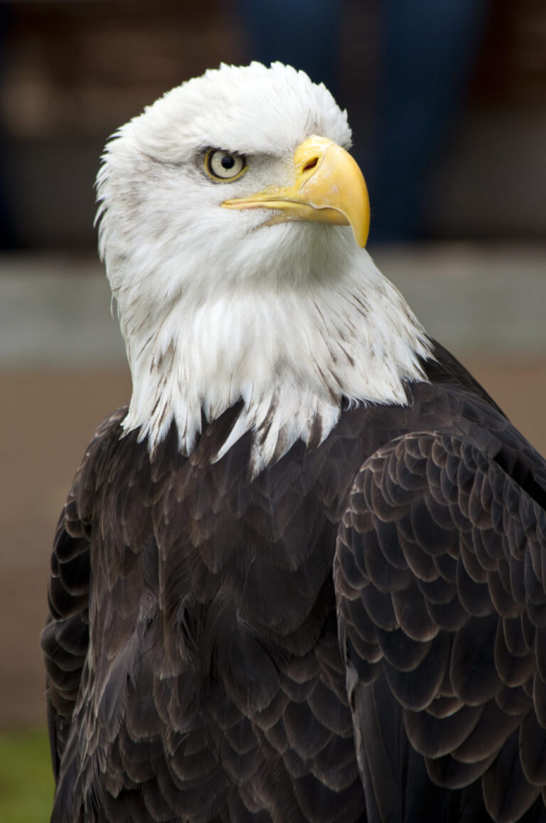 Spiritual Meaning of Seeing A Bald Eagle: Is It Good Luck?