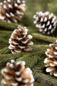 Pine Cone Spiritual Meaning And Symbolism