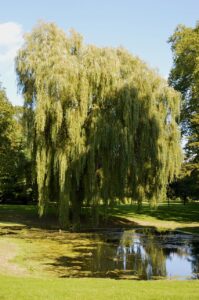 Willow Tree Spiritual Meaning and Symbolism