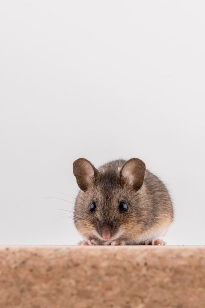Dead Mouse Spiritual Meaning: Was It On Your Doorstep?