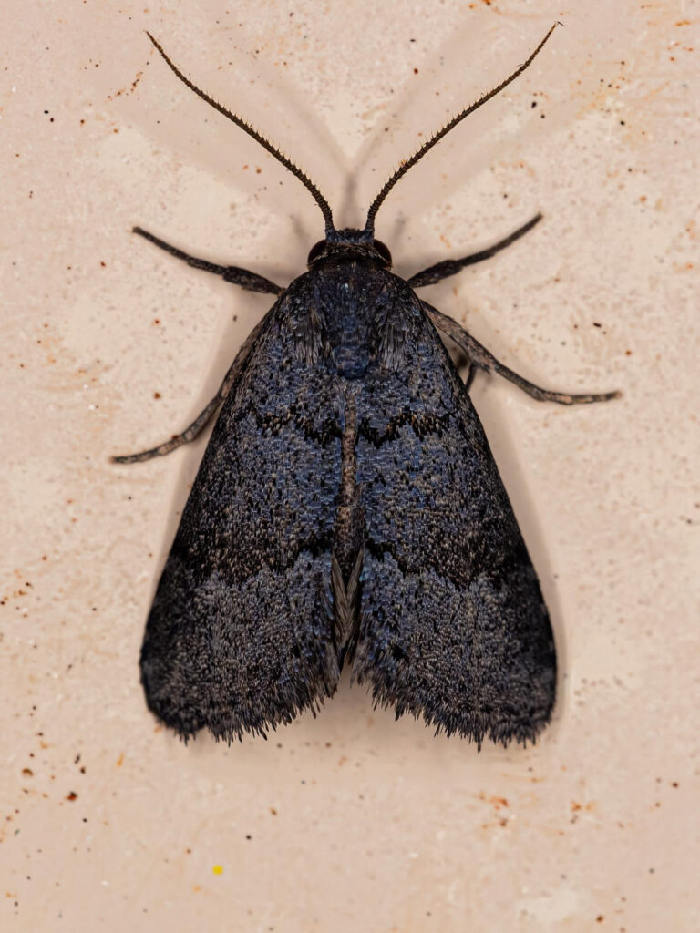 Black Moth Spiritual Meaning: 7 Warnings
