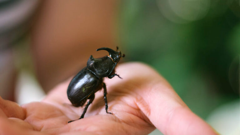 Spiritual Meaning Of Beetle Landing On You: Is It Good Luck?