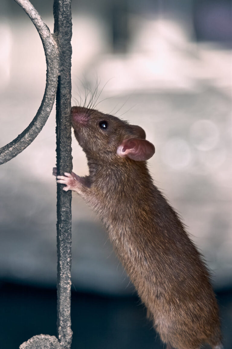 Dead Rat Spiritual Meaning: Was it Outside Your House?