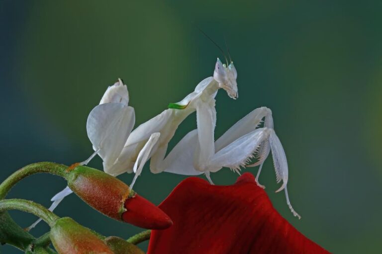 Seeing A Praying Mantis Spiritual Meaning: 9 Signs and Messages