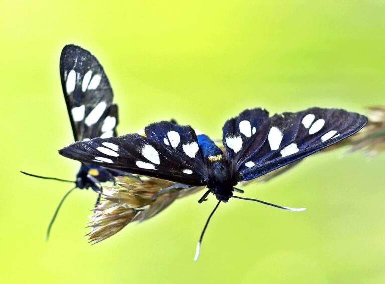 Black Moth Spiritual Meaning: 7 Warnings