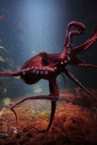 Octopus Spiritual Meaning Bible: Spirit Animal And Symbolism