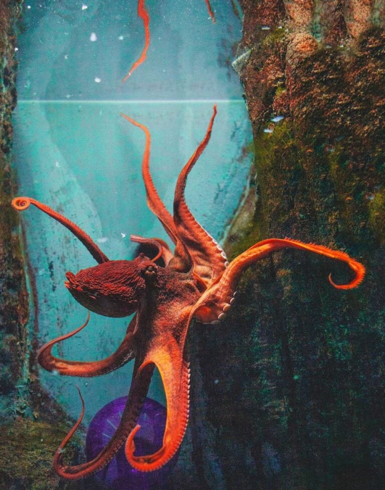 Octopus Spiritual Meaning Bible: Spirit Animal And Symbolism