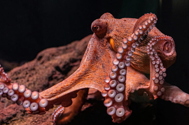 Octopus Spiritual Meaning Bible: Spirit Animal And Symbolism