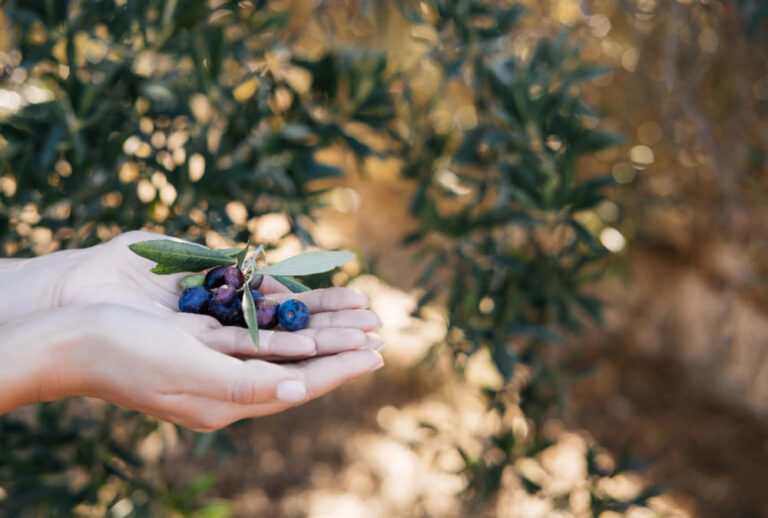 Olive Tree Spiritual Meaning: Symbolism Of The Branch In Love!