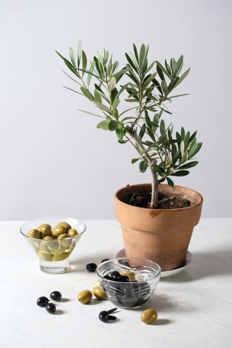 Olive Tree Spiritual Meaning: Symbolism Of The Branch In Love!